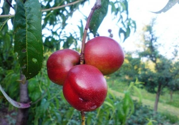 INFORMATII PRIVIND RARIREA FRUCTELOR LA PIERSIC SI NECTARIN | Pepiniera ...