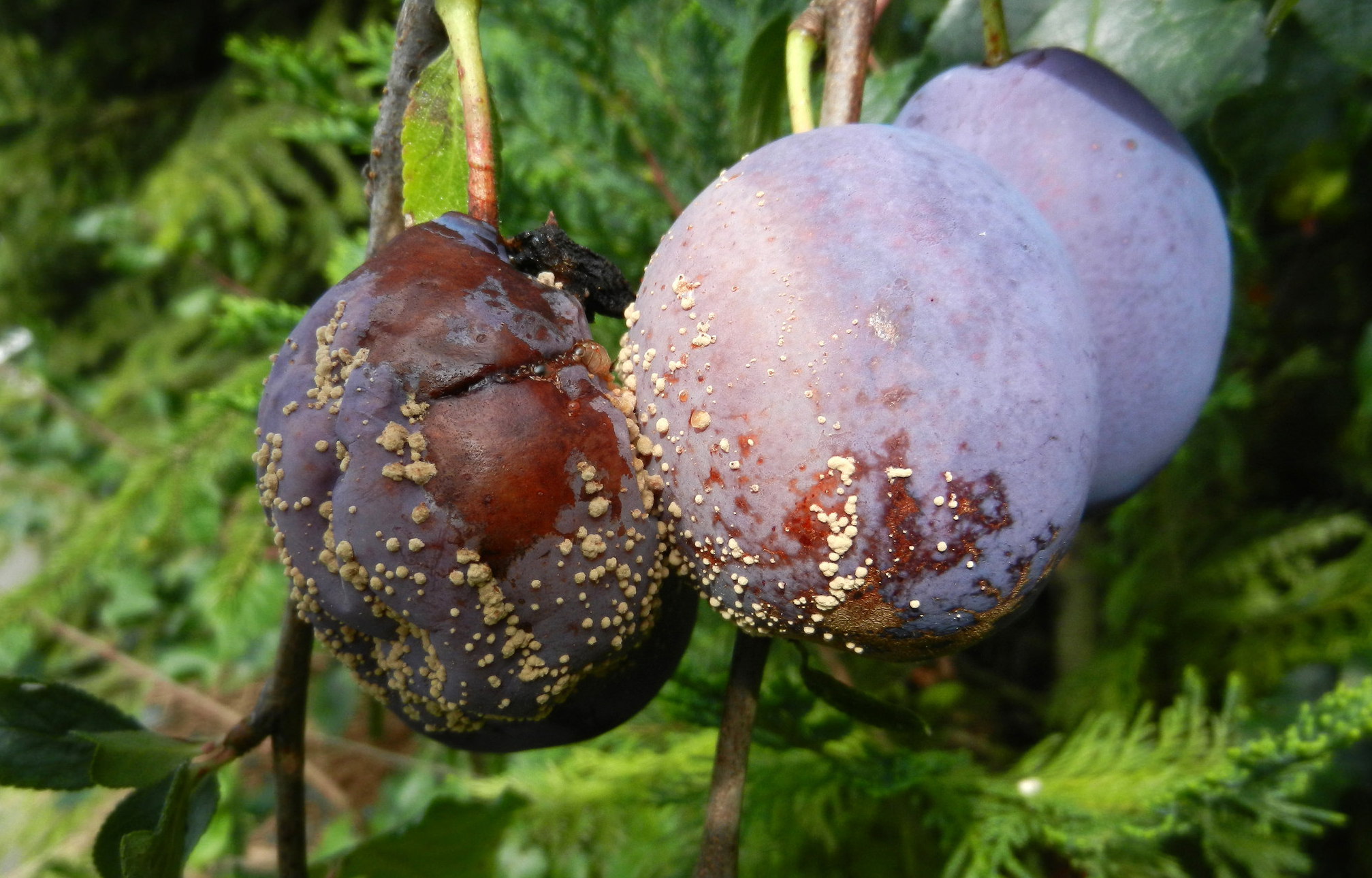 INFORMATII PRIVIND MONILIOZA FRUCTELOR SAMBUROASE | Pepiniera Pom Fruct