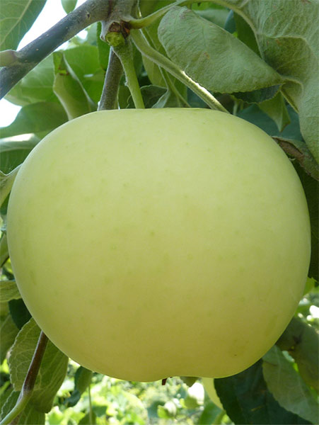 INFORMATII PRIVIND PLANTAREA SI INGRIJIREA MARULUI | Pepiniera Pom Fruct