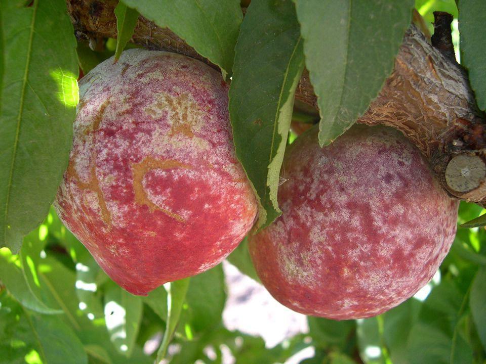 INFORMATII PRIVIND FAINAREA PIERSICULUI | Pepiniera Pom Fruct